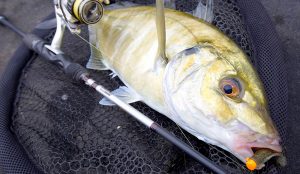 Merimbula fishing guide - NRMA Parks and Resorts